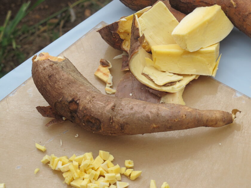 Study Finds Strong Preference for Biofortified Cassava in Eastern Kenya ...