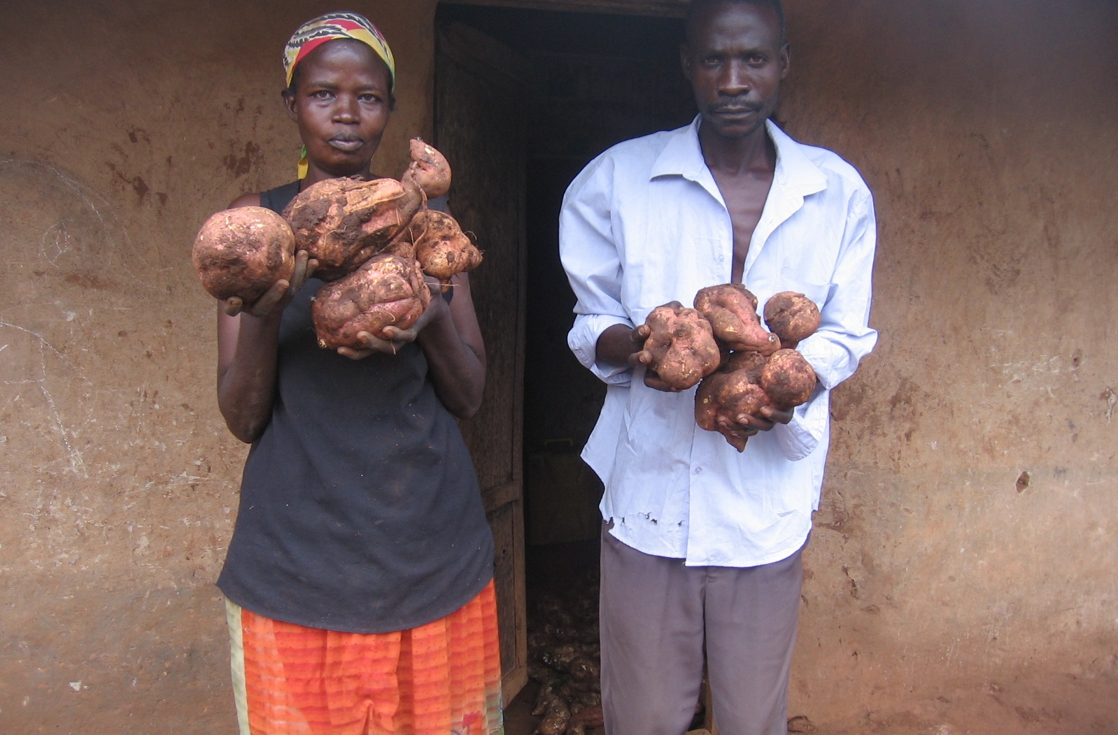 Half a Million Farmers Reached with Biofortified Crops - HarvestPlus