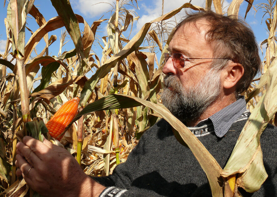 Major Breakthrough in Breeding for Vitamin A in Maize - HarvestPlus