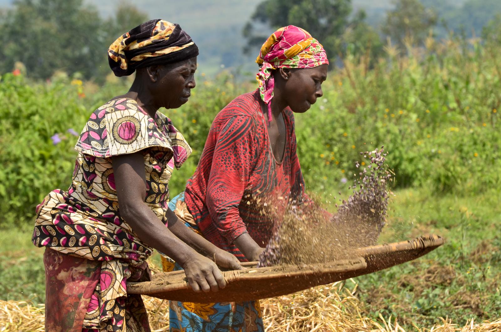 New Climate-Smart Beans Set to Beat the Heat—and Improve Nutrition ...