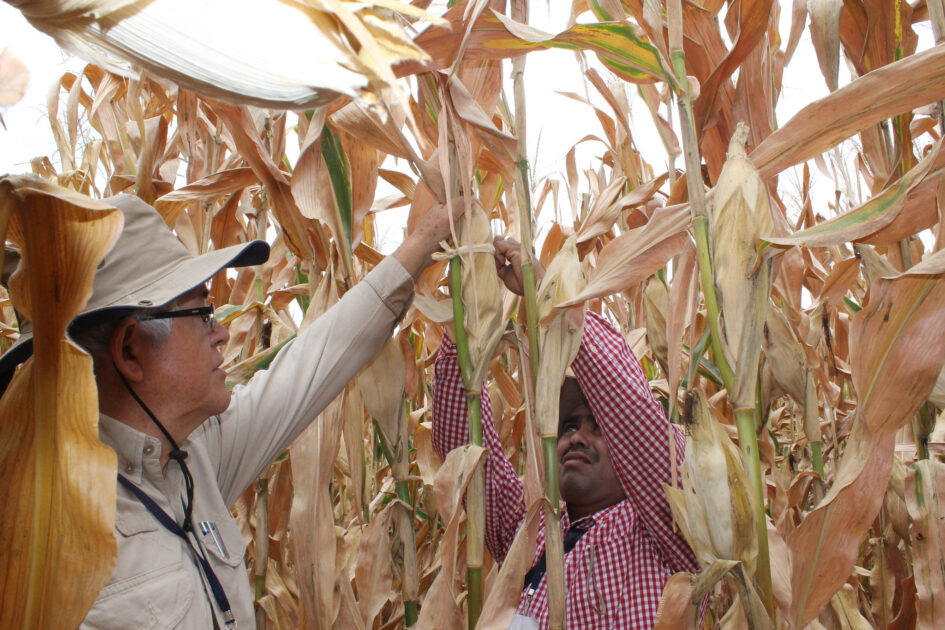 Zinc Maize in Store for Colombian Consumers - HarvestPlus