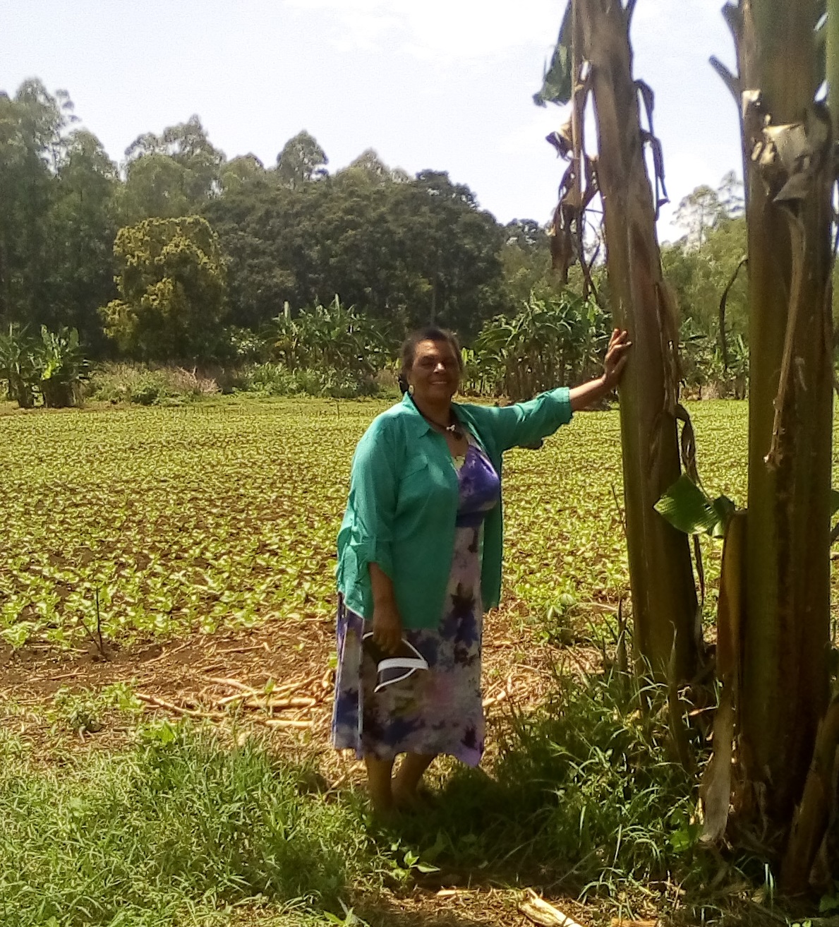 A Rosy Experience with Biofortified Crops in the Democratic Republic of ...