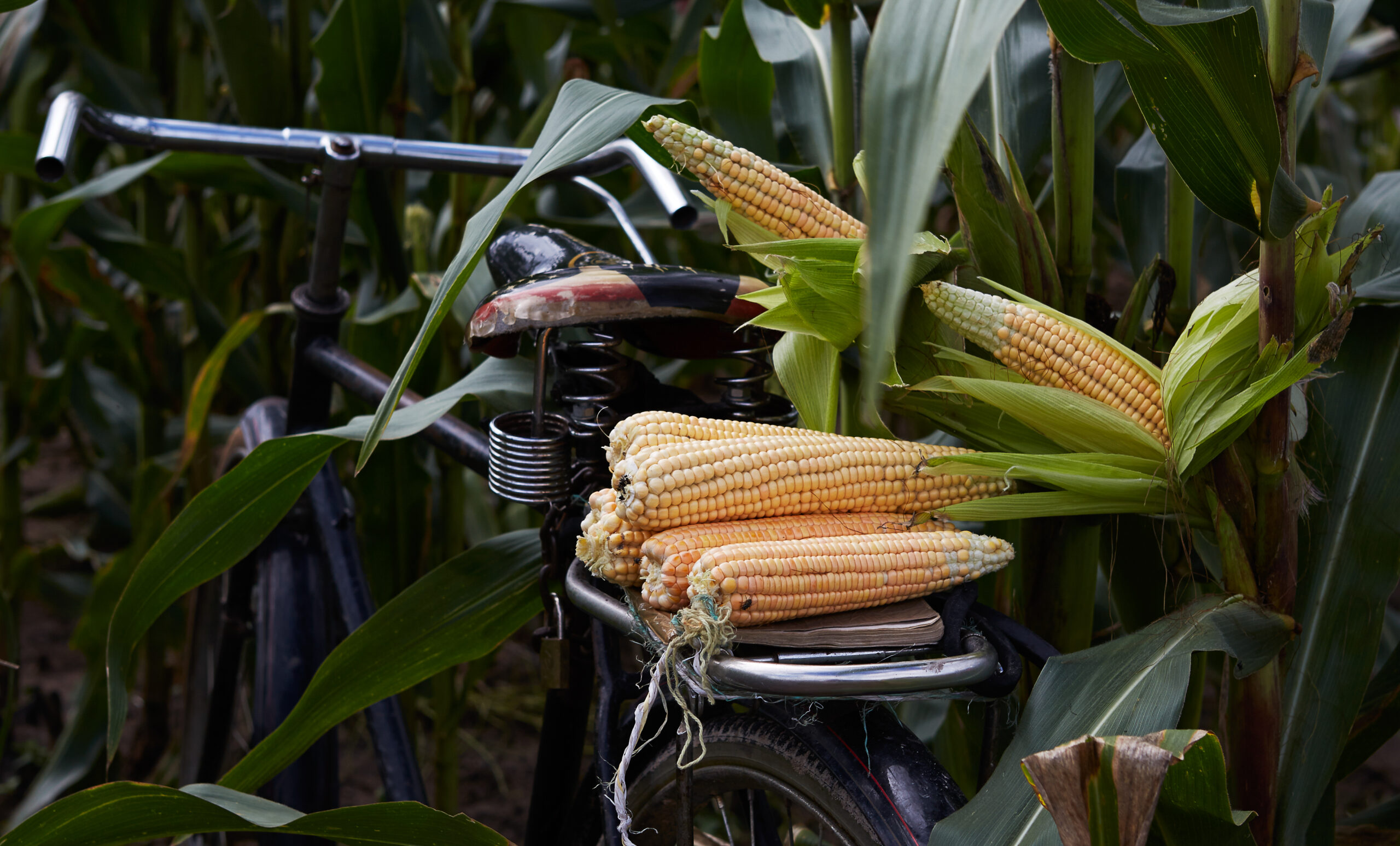 Zimbabwe's Road to Biofortification - HarvestPlus