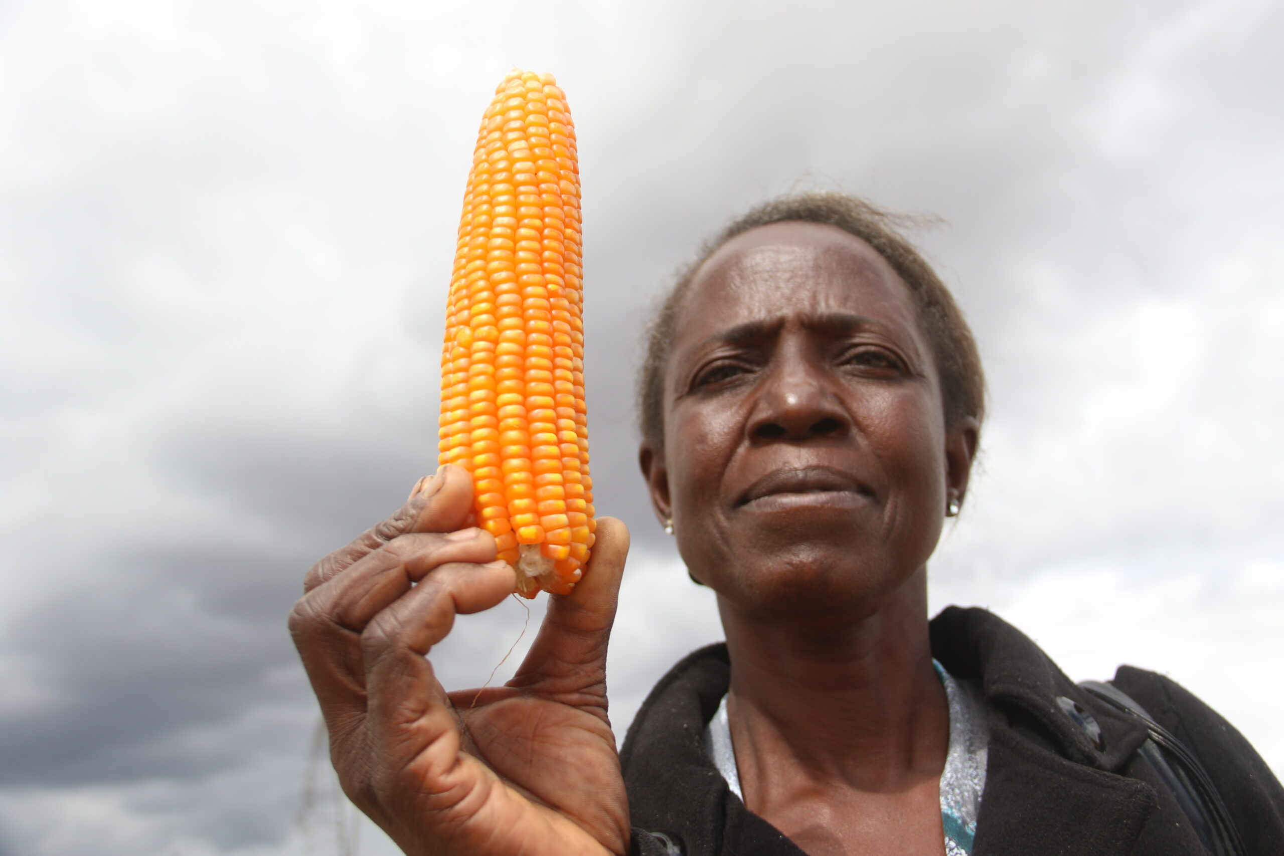 Sadza is More than Sustenance: Zimbabweans Embrace Orange Maize ...