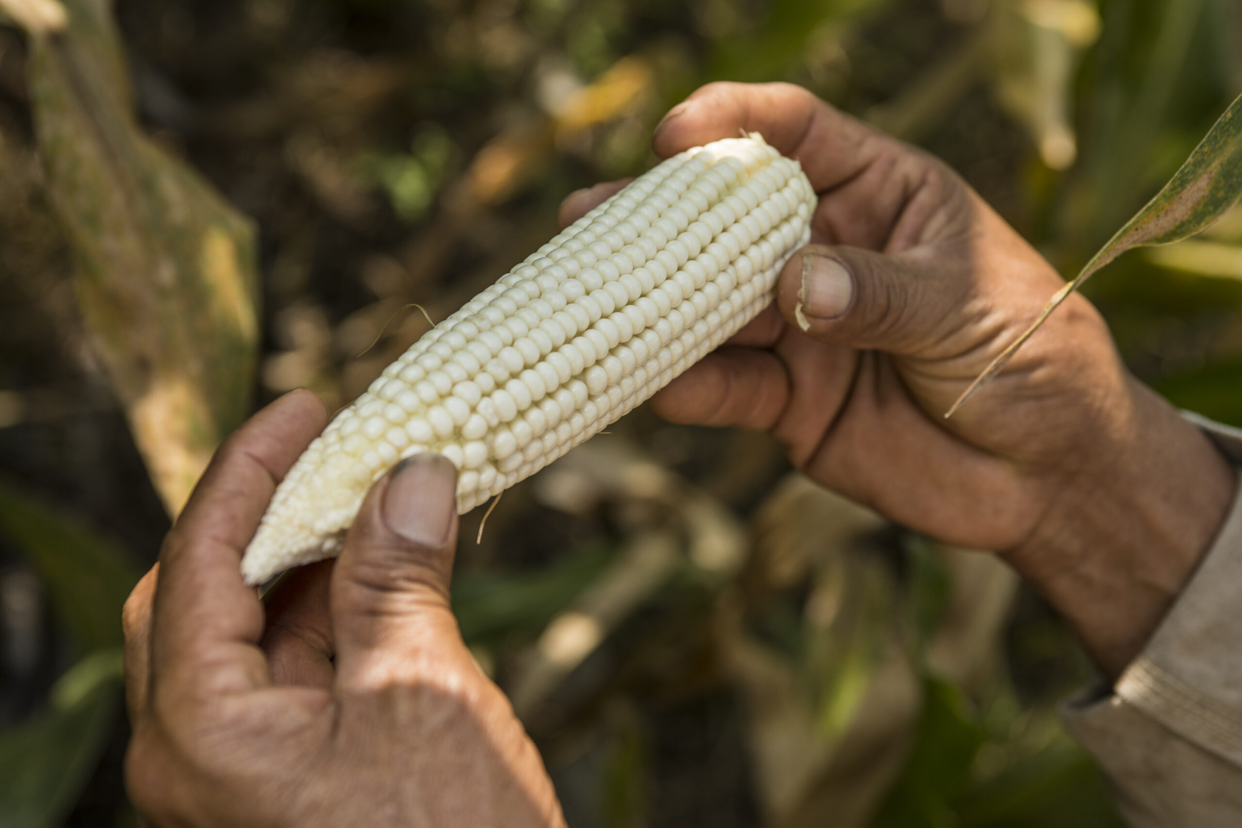 From Breeding to Buying: Biofortification Featured in “Cereal Foods ...