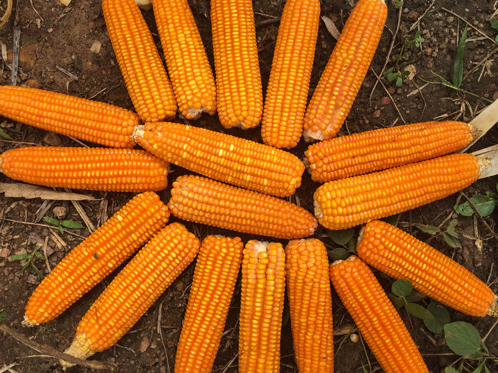 Vitamin A Maize - HarvestPlus