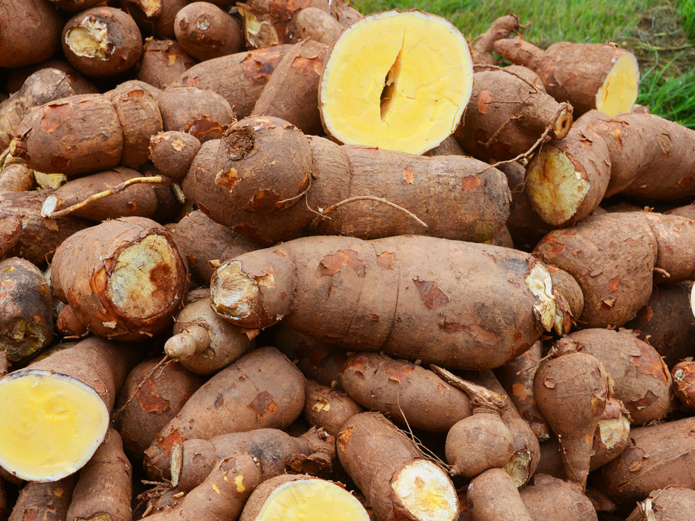 Vitamin A Cassava - HarvestPlus
