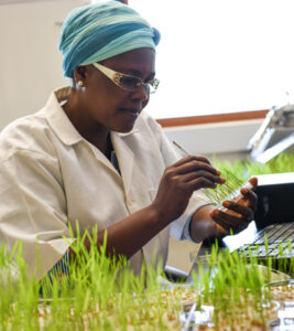 Enriching 100 Million Lives - HarvestPlus