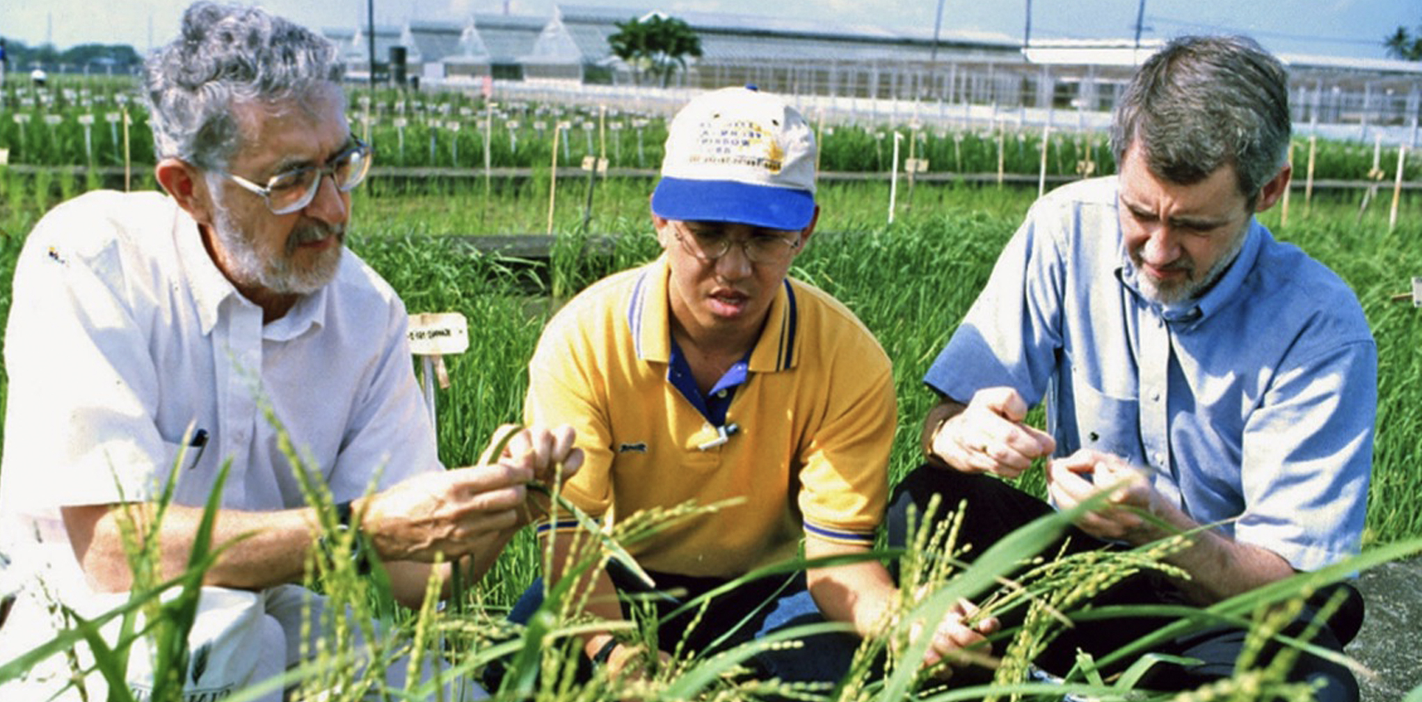 20 Years of Biofortification - HarvestPlus