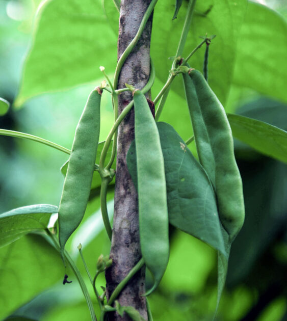 20 Years of Biofortification - HarvestPlus