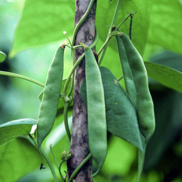 The Crops - HarvestPlus