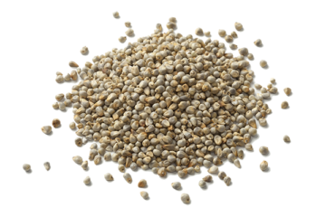 Iron Pearl Millet - HarvestPlus