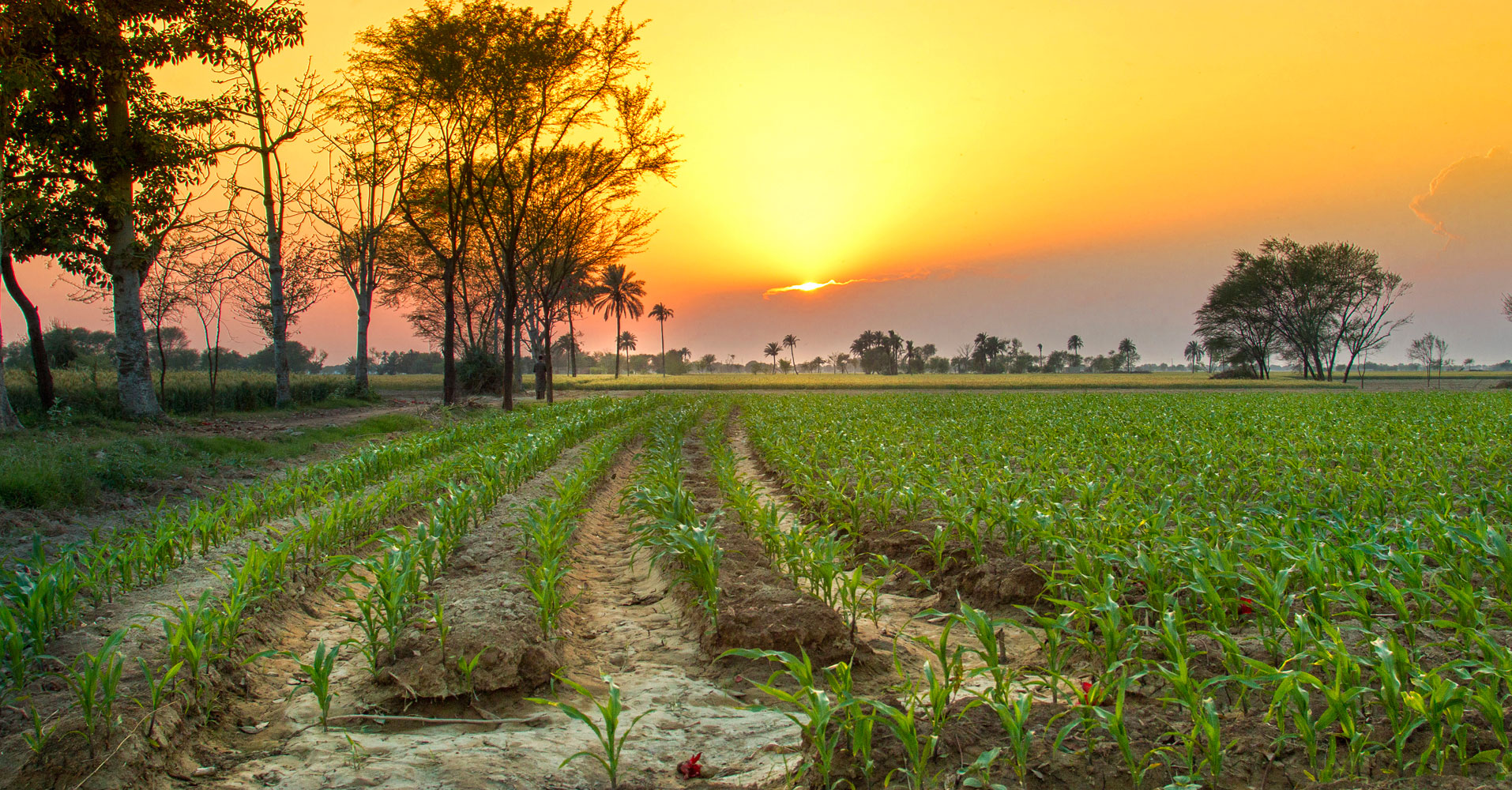 Biofortification:Why and How - HarvestPlus