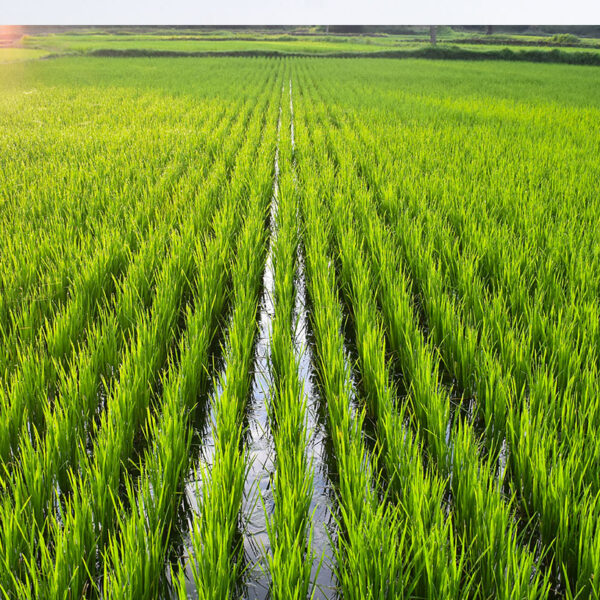 The Crops - HarvestPlus