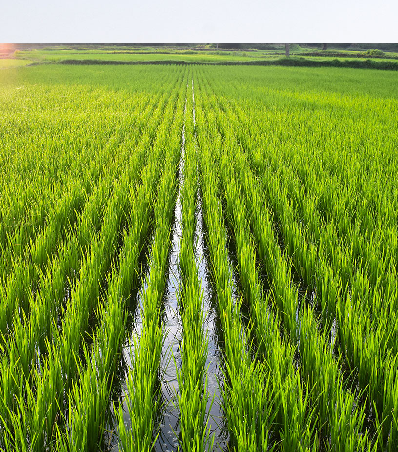 Zinc Rice - HarvestPlus