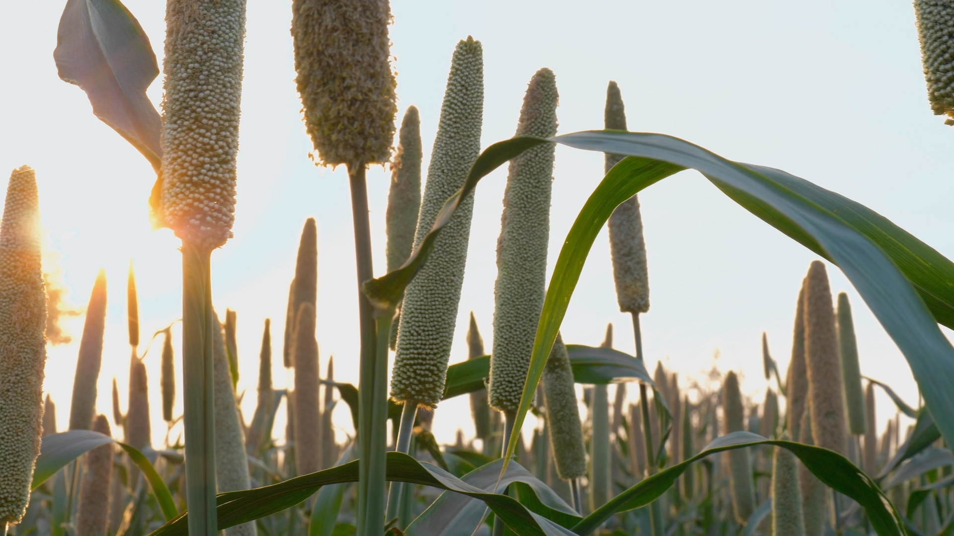 Iron Pearl Millet - HarvestPlus