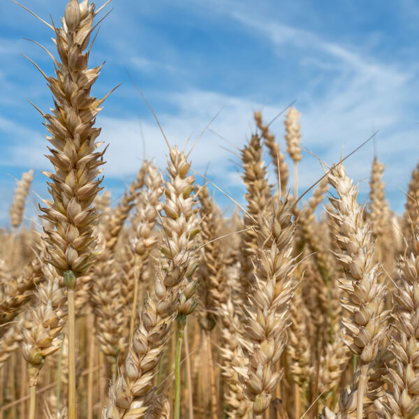 The Crops - HarvestPlus