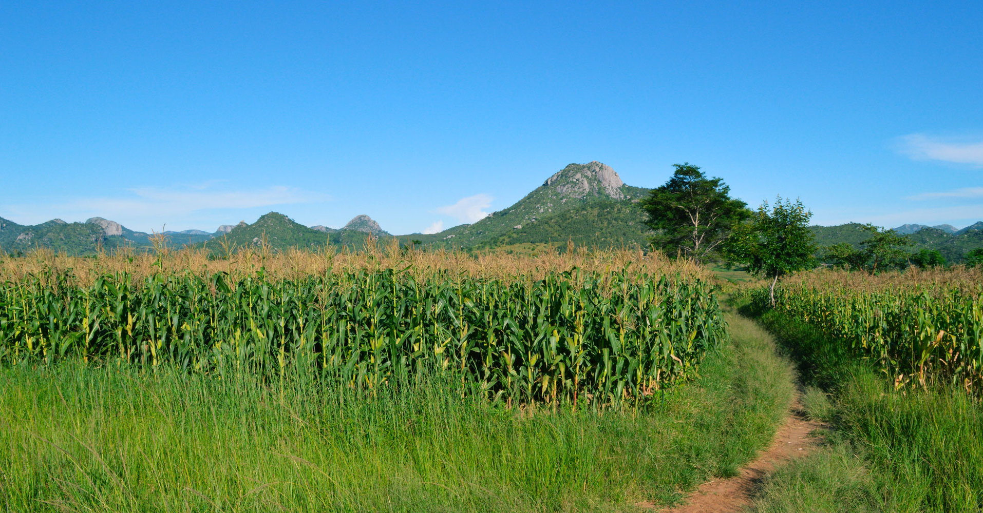 Malawi - HarvestPlus