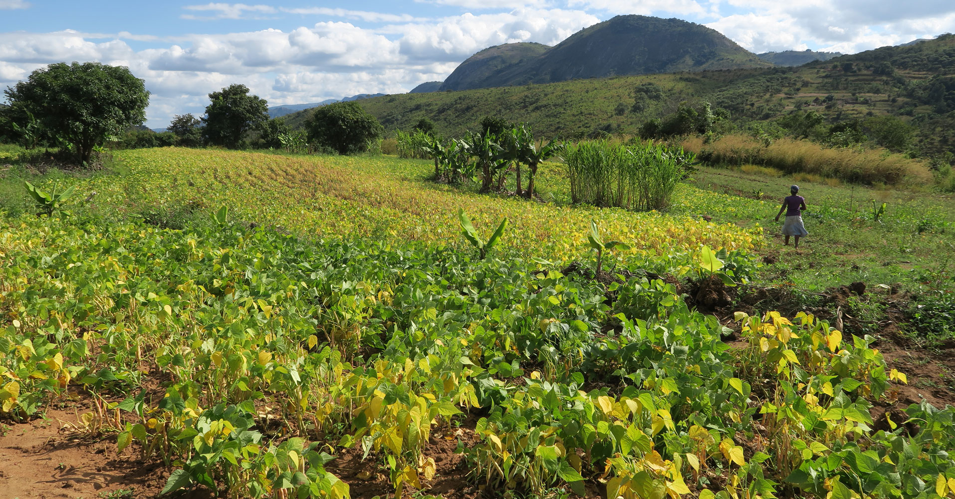 Zimbabwe - HarvestPlus