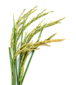 Zinc Rice - HarvestPlus