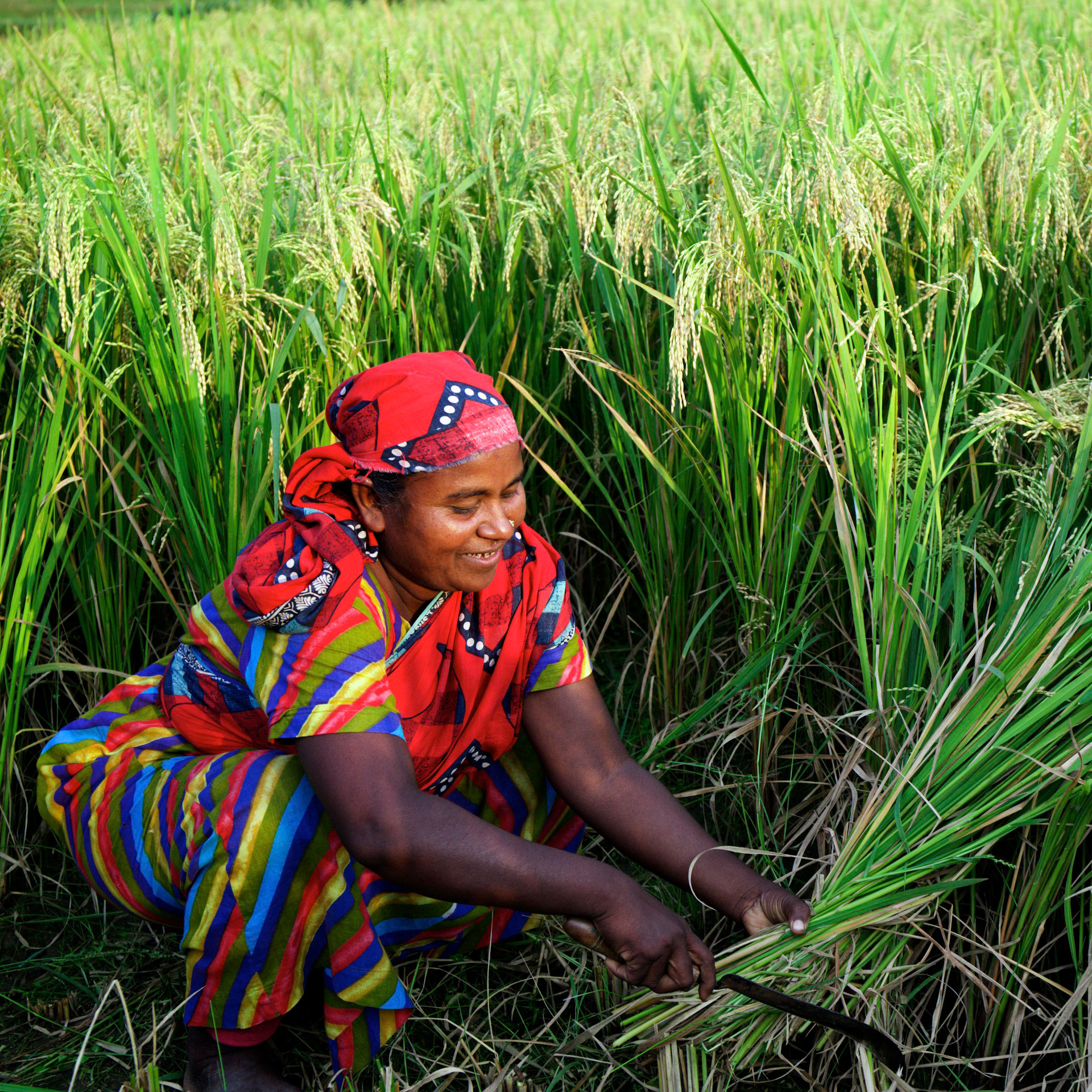 Empowering Farmers - HarvestPlus