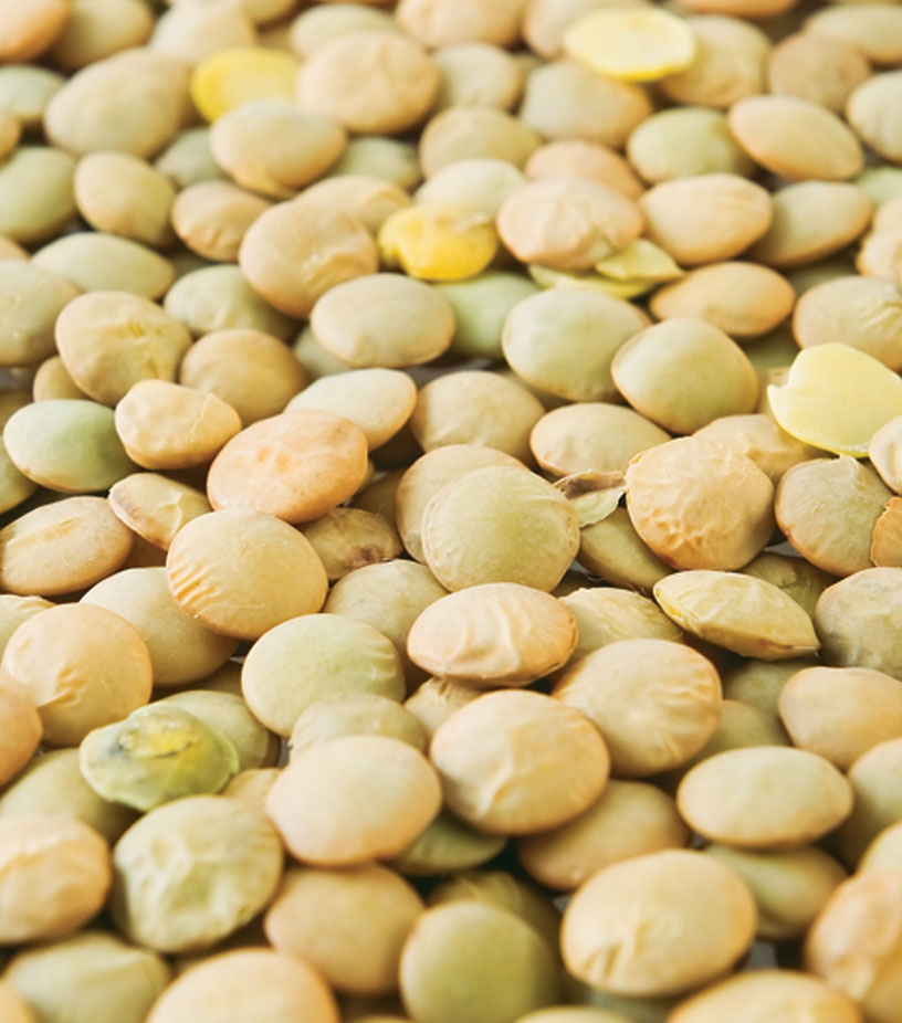 Iron Lentil - HarvestPlus