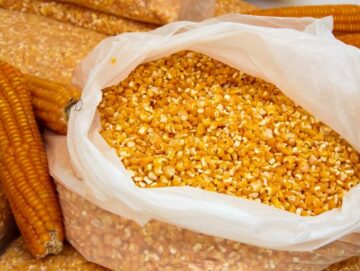Vitamin A Orange Maize Improves Night Vision - HarvestPlus