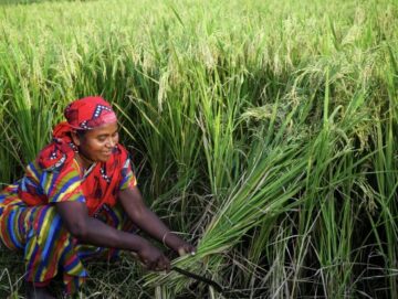 Nutritious and Hardy: Zinc Rice in Bangladesh - HarvestPlus