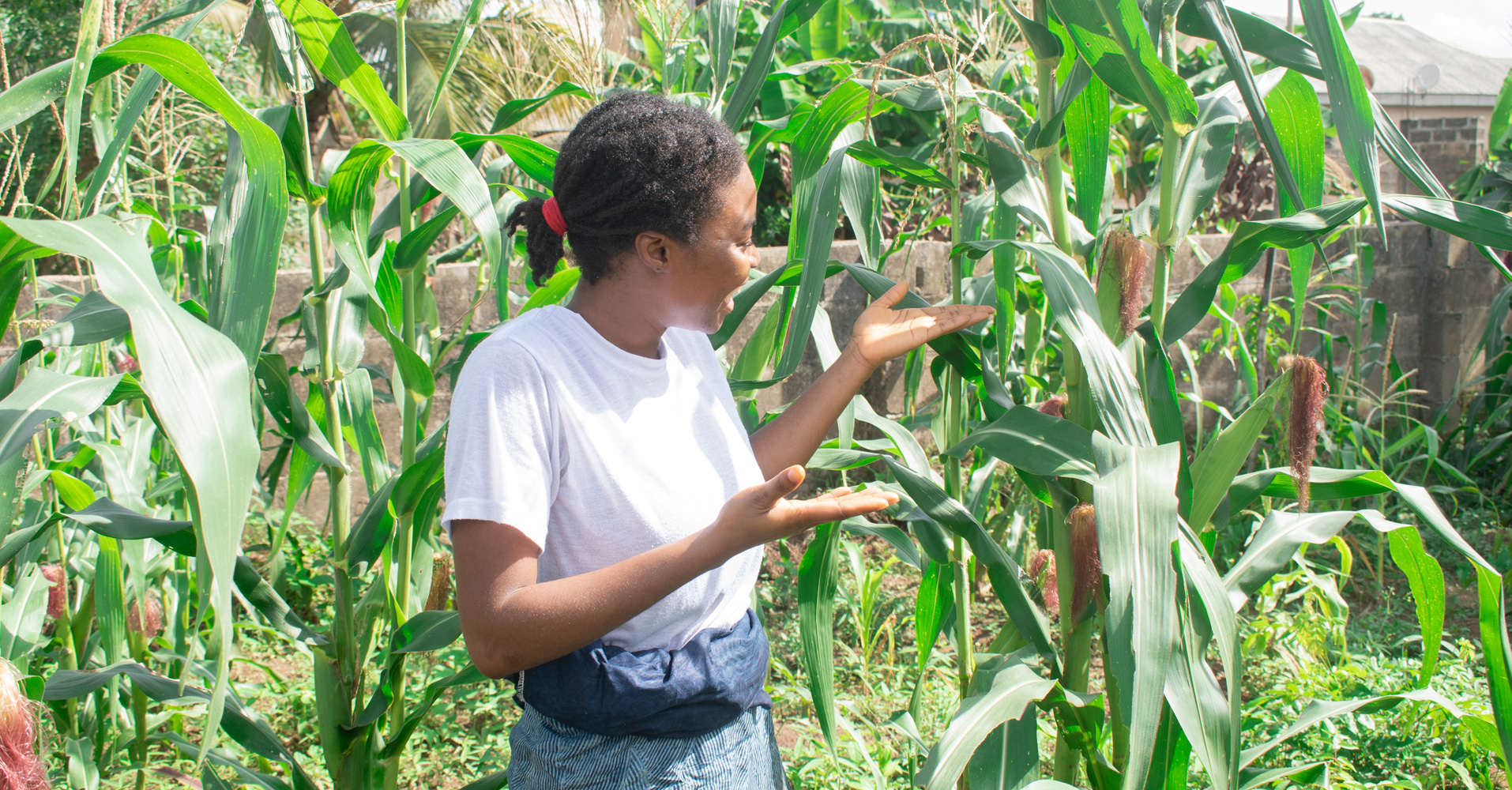 Scaling Climate- and Nutrition-Smart Crops in North Nigeria - HarvestPlus