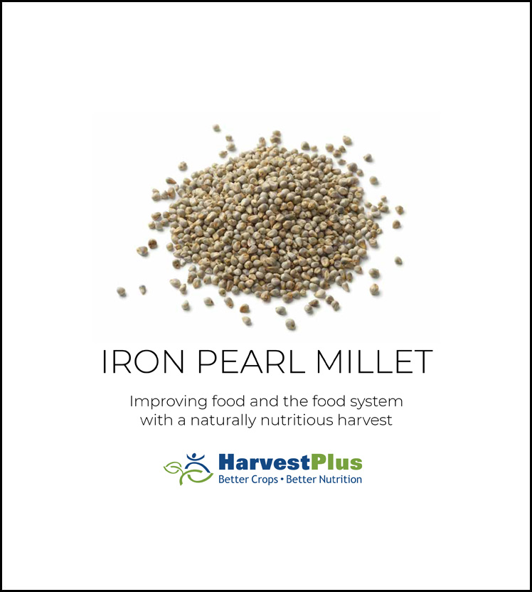 Iron Pearl Millet - HarvestPlus