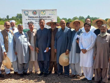 New Zinc-Enriched Wheat Varieties Launched in Pakistan - HarvestPlus