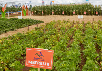 Iron Beans: A Growing Market Triumph in Zambia's Agricultural Seed ...