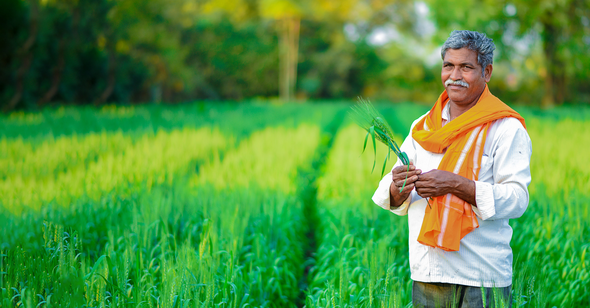 Biofortification: A Cost-Effective and Sustainable Solution to Improve ...