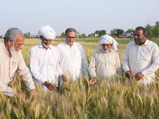 Pakistani Farmers Cope with Climate Challenges through Zinc Wheat ...